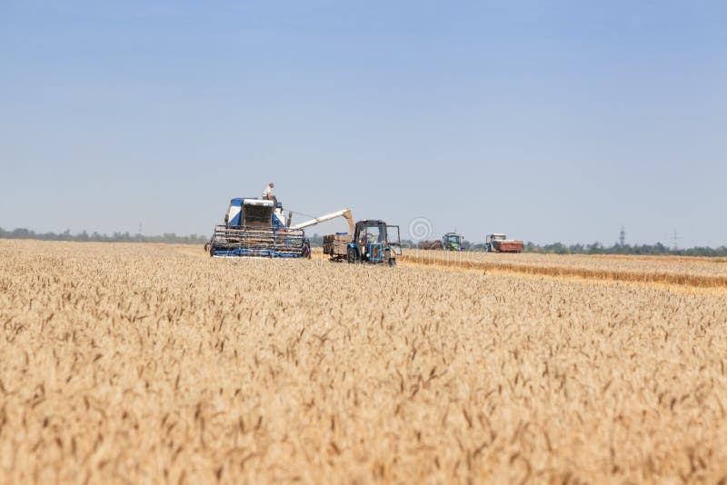 Harvesting Combine Unloading Wheat Editorial Image - Image of landscape ...
