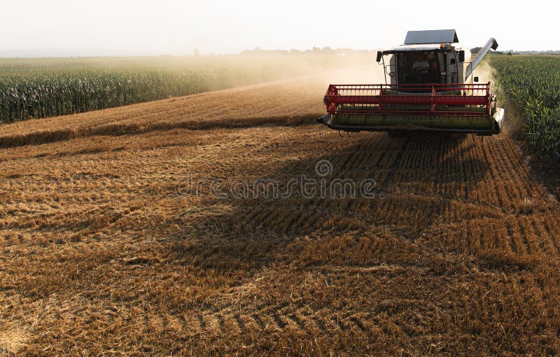 Harvesting Combine in the Wheat Stock Image - Image of farmer, gold ...