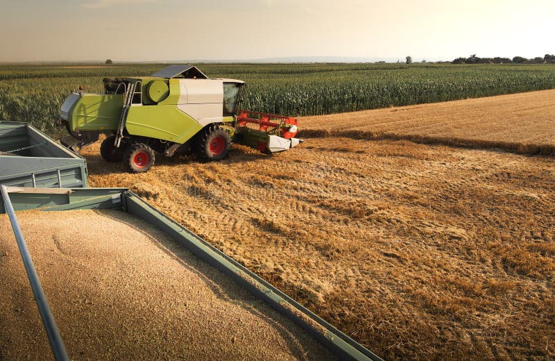 Harvesting Combine in the Wheat Stock Image - Image of farm ...