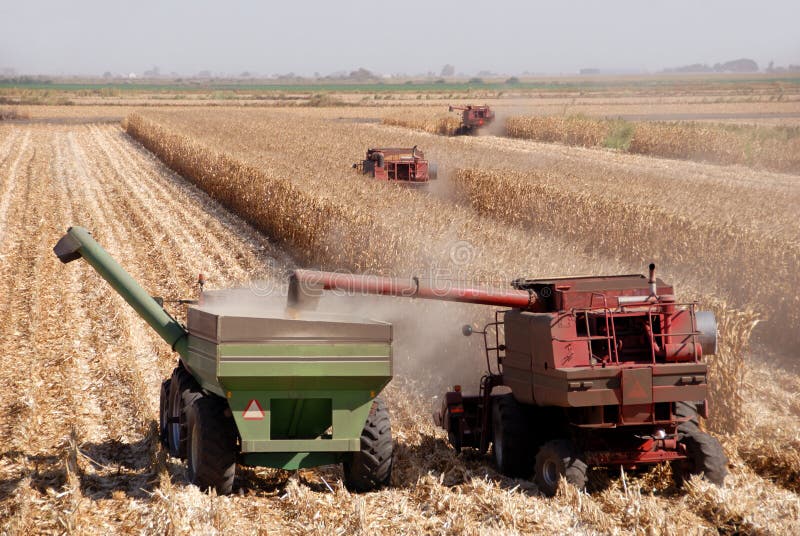 Antique Red Tractor and Corn Stock Image - Image of crop, stack: 1465861