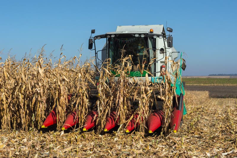 Harvesting Corn by a Combine on a Field Against a Clean, Blue Sky Stock ...