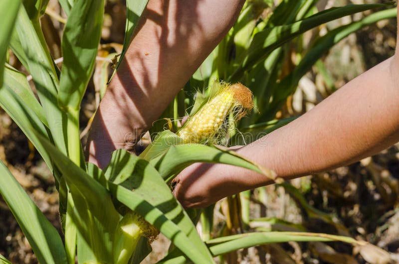 Harvesting Corn in a Corn Field by Hand Stock Image - Image of farm ...