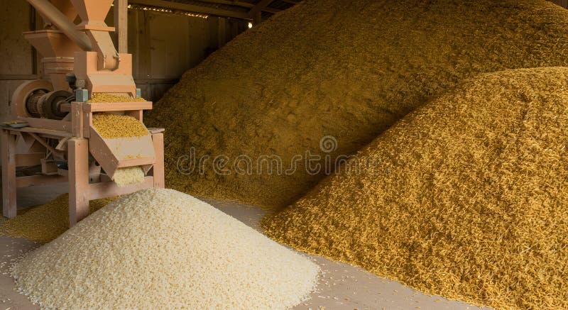 Harvesting Corn and Creating Processed Grain in a Rustic Farm Setting ...