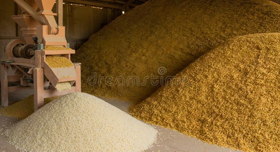 Harvesting Corn and Creating Processed Grain in a Rustic Farm Setting ...