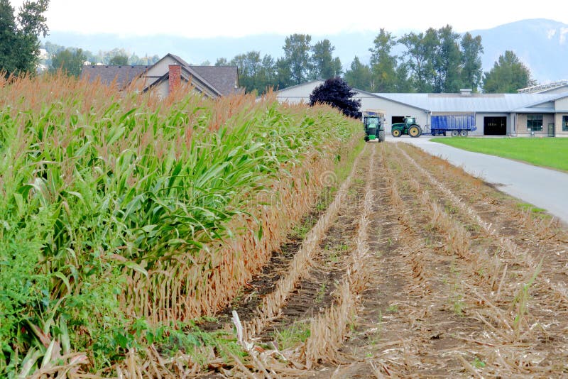 Harvesting Corn Crop and Tractors Stock Photo - Image of earth, farm ...