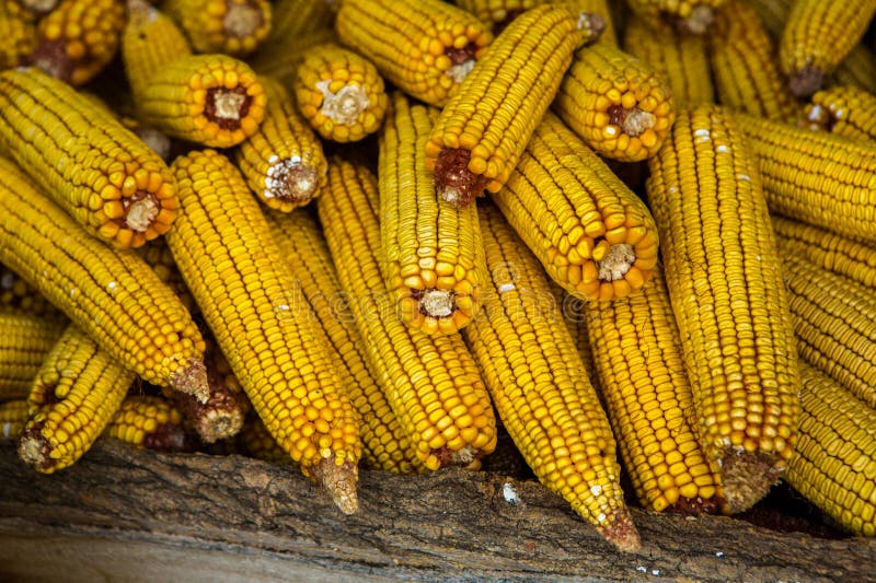 Harvesting Corn Dried in the Rural Garden. Yellow Corn Cob Background ...
