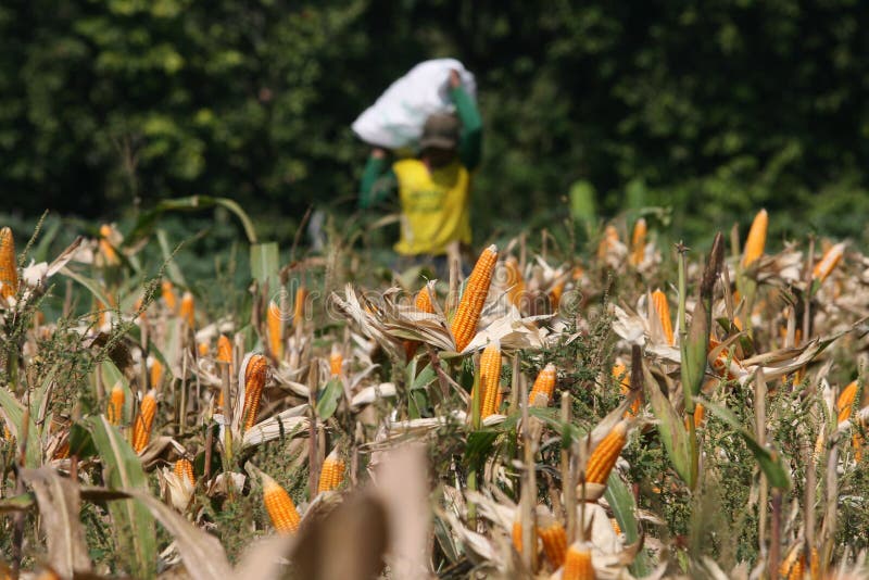 Harvesting corn editorial image. Image of corn, worker - 32691305