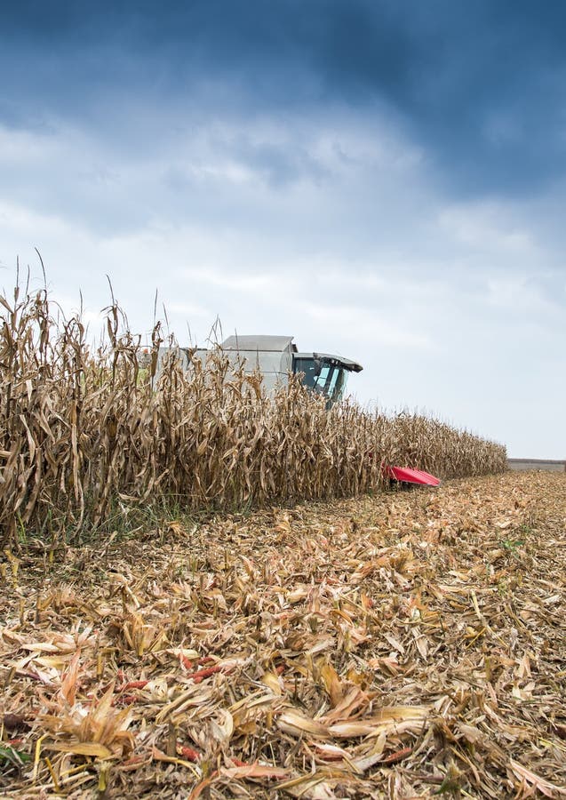 Harvesting of corn stock image. Image of landscaped, monoculture - 46307199