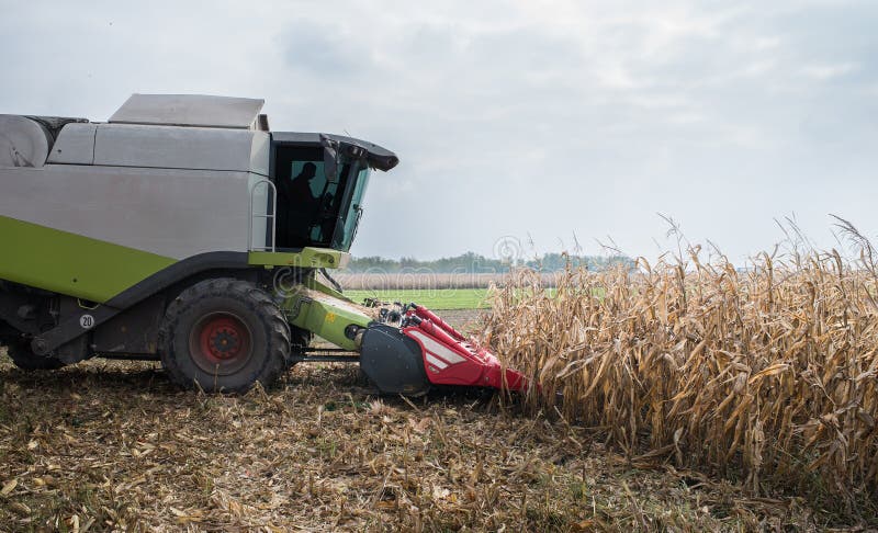 Harvesting of corn stock photo. Image of growth, cutting - 46307272