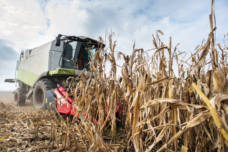 Harvesting of corn stock photo. Image of landscaped, plant - 46331936
