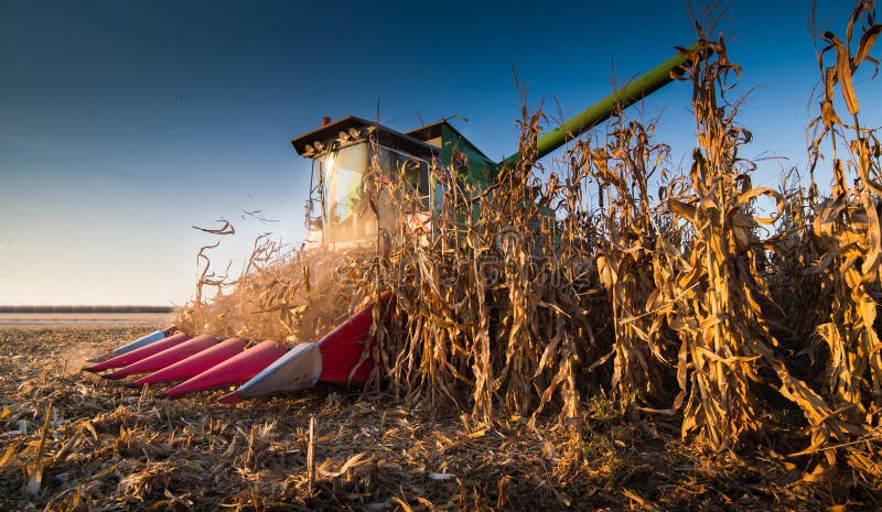 Harvesting of Corn Field with Combine Stock Photo - Image of sunlight, corn: 83526414