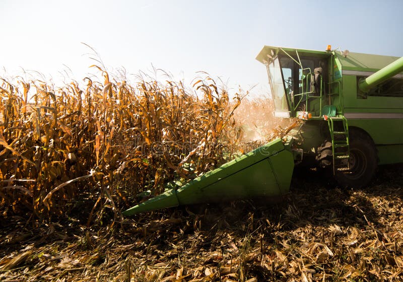 Harvesting of Corn Field with Combine Stock Image - Image of gold ...