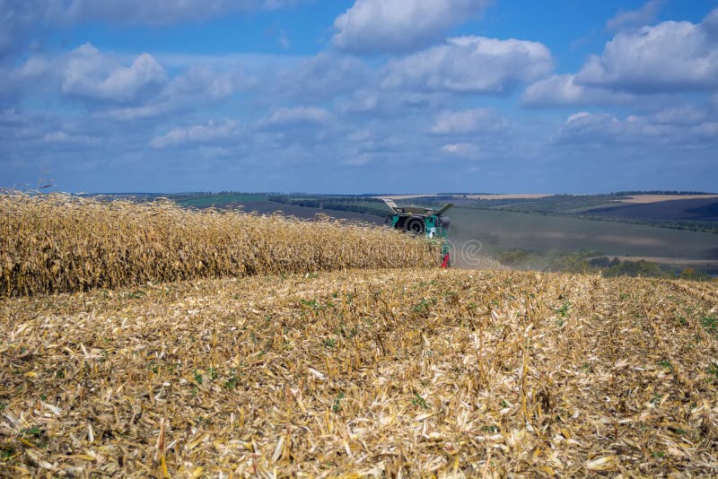 Harvesting Corn in the Field by a Combine with the Subsequent ...