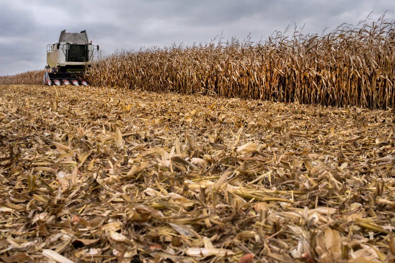 Harvesting Corn in the Field, Harvester and Corn Husks in the ...