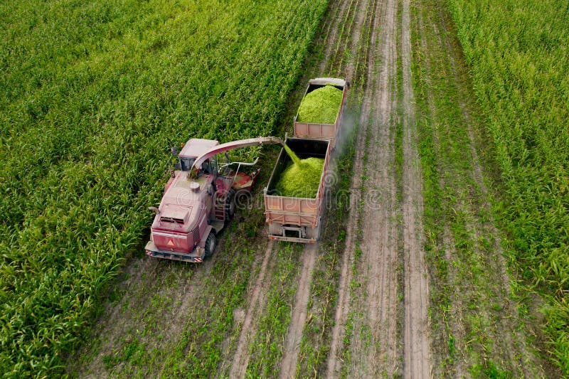 Harvesting Corn from the Field Using a Combine Harvester Stock Image ...