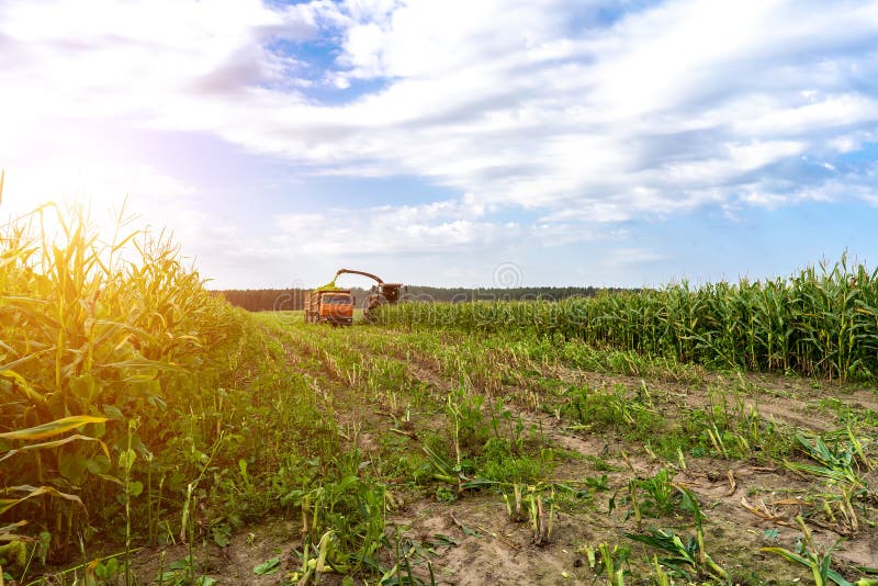 Harvesting Corn from the Field Using a Combine Harvester Stock Photo ...