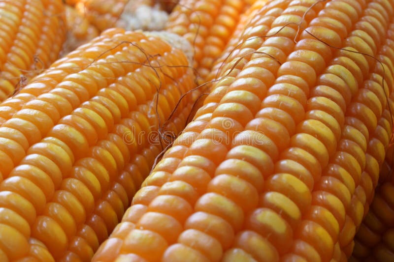 Harvesting Corn in the Green Field Vegetable Background Fruit Farmer ...