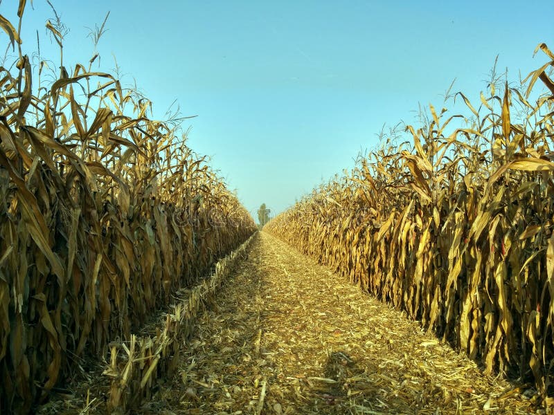 105 Maize Comb Stock Photos - Free & Royalty-Free Stock Photos from ...