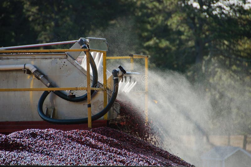 Harvesting cranberry bog stock image. Image of small - 21676557