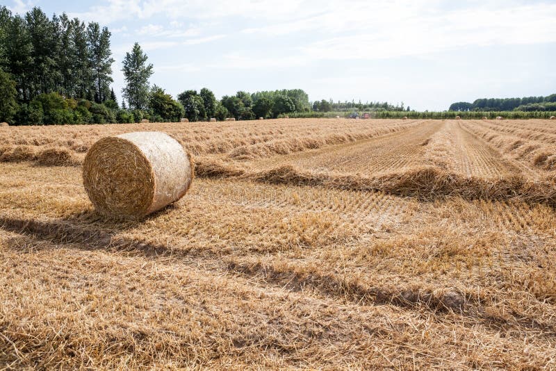 An hay bale stock image. Image of grain, harvesting - 123100553