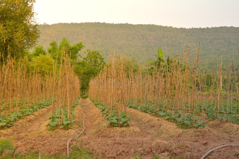 Harvesting Cucumber in an Cucumber Tree Field Stock Image - Image of ...