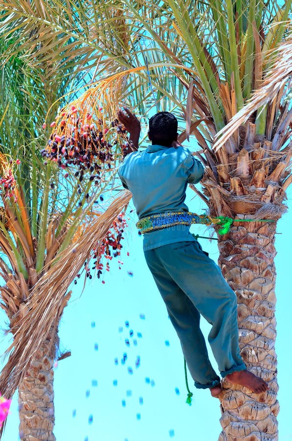 Harvesting dates palm editorial stock image. Image of cancer - 36227109