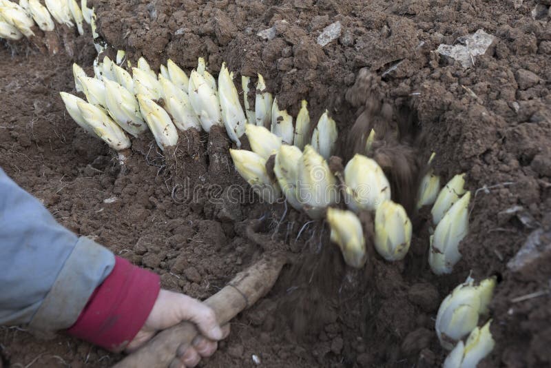 Harvesting Endives /Chicory Grown in Soil Stock Photo - Image of ...