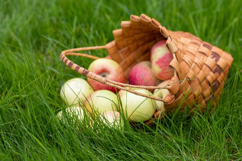 Harvesting in the Fall. Basket with Apples on a Green Background Stock ...