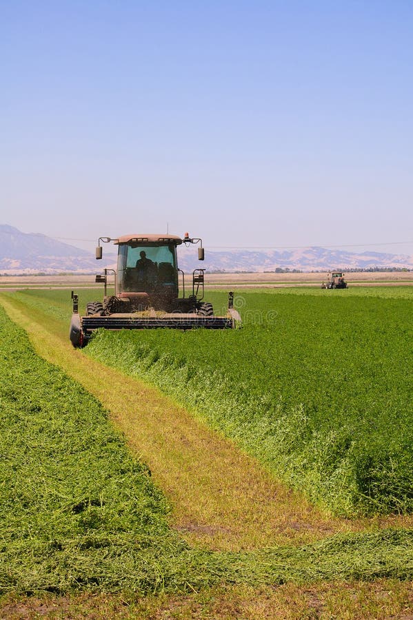 Harvesting alfalfa stock photo. Image of harvester, natural - 20745648