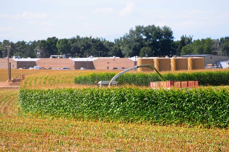 Harvesting a field of corn stock photo. Image of crop - 21225604