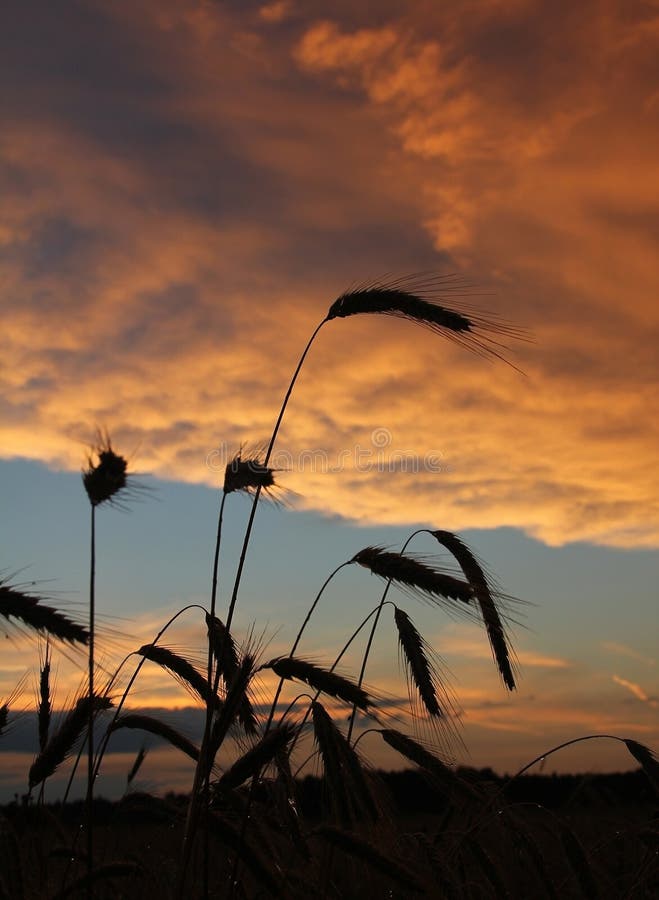 Corn Field at Sunset - Red Sky Stock Image - Image of farming, sunset ...