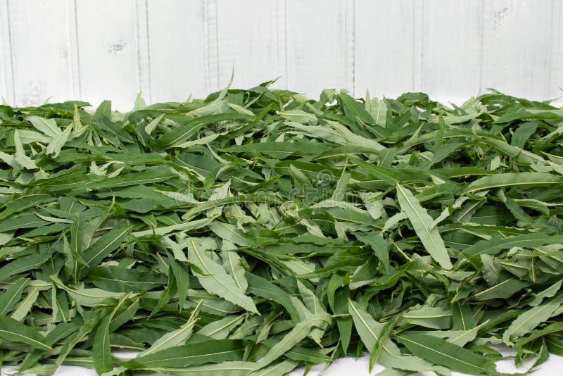 Harvesting Fireweed for Tea - Drying Laid Out Leaves Stock Photo ...
