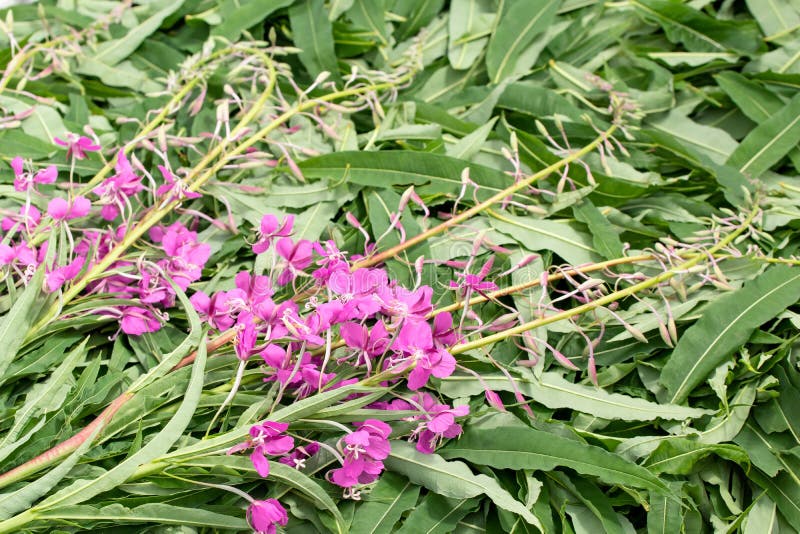 Harvesting Fireweed for Tea - Drying Laid Out Leaves and Flowers Stock ...