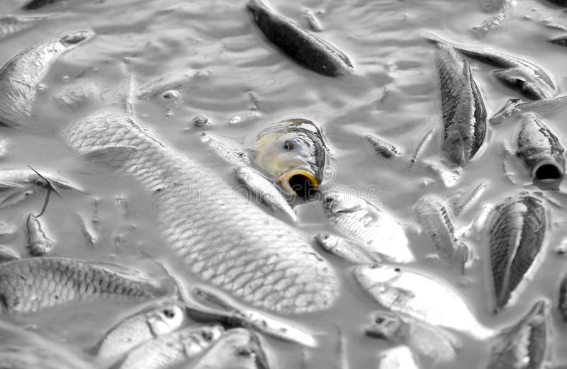Harvesting fish in autumn stock image. Image of technology - 49183327