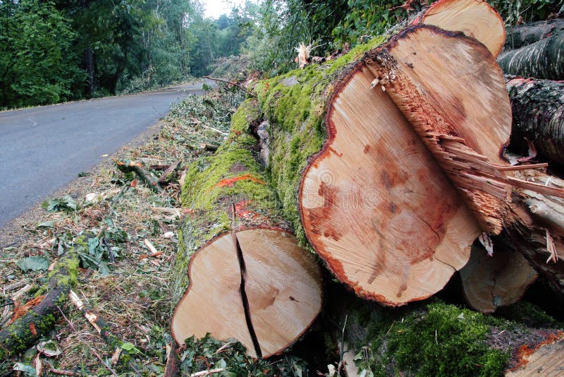 Harvesting the Forest stock image. Image of harvest, tree - 56574535