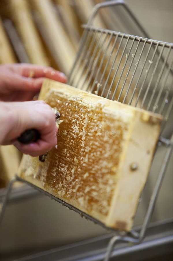 Harvesting Fresh Honey from the Bee Hive Stock Photo - Image of comb ...