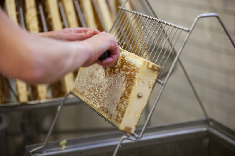 Harvesting Fresh Honey from the Bee Hive Stock Photo - Image of ...