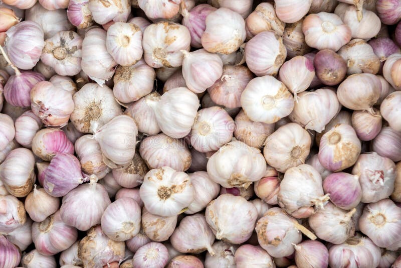 Harvesting Garlic in Plastic Boxes Stock Image - Image of bulb, harvest ...