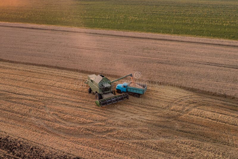 Harvesting Grain in the Agricultural Field Stock Photo - Image of ...