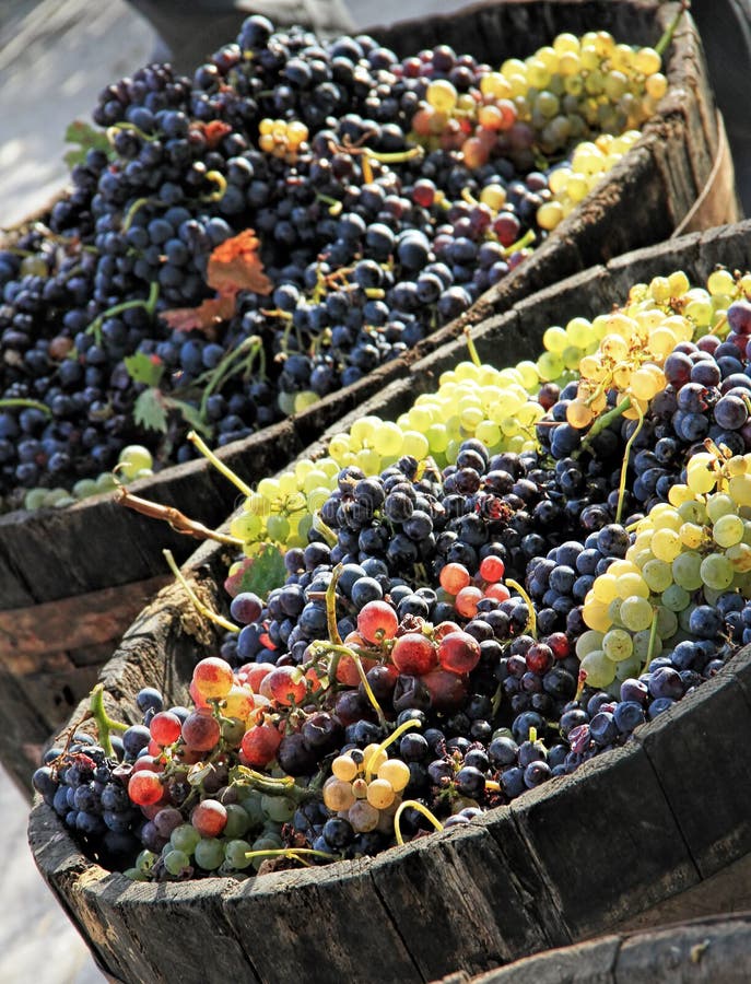 Harvesting grape stock image. Image of nature, agriculture - 43245899