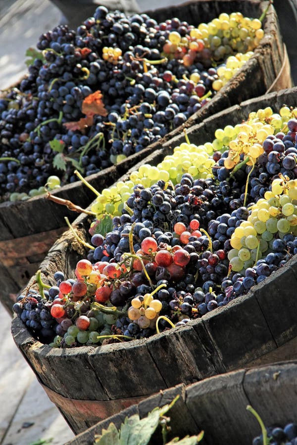 Harvesting grape stock photo. Image of outdoors, beverage - 47461706