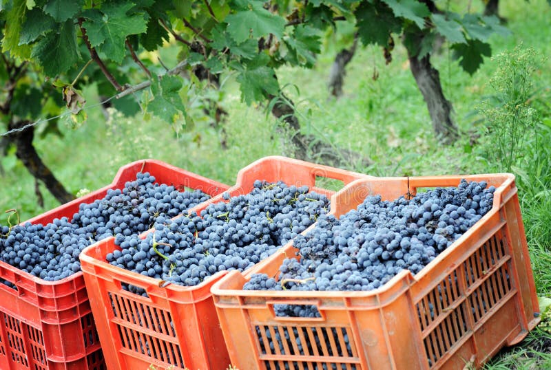 Harvesting grape stock photo. Image of ripe, plant, cutting - 60246390