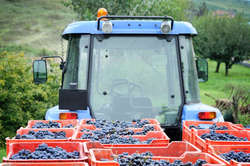 Harvesting grape stock image. Image of agriculture, farming - 77658621