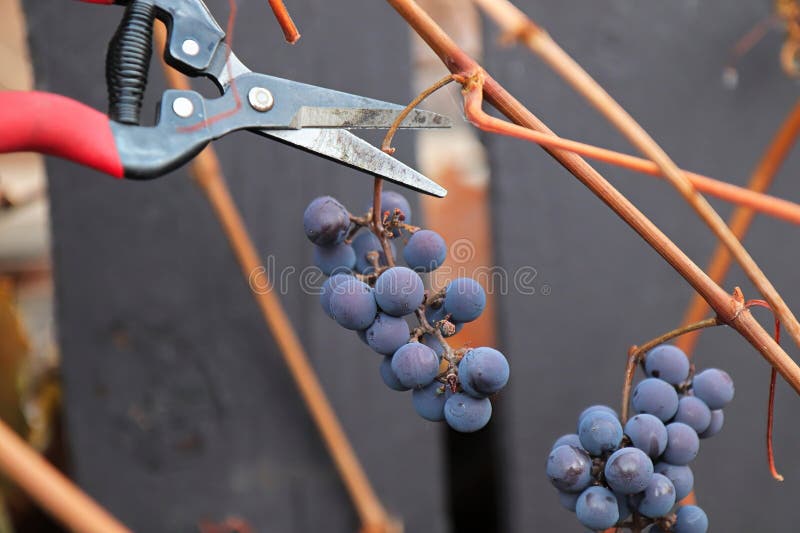 Harvesting Grapes by Clipping Them Off Vines Stock Photo - Image of ...