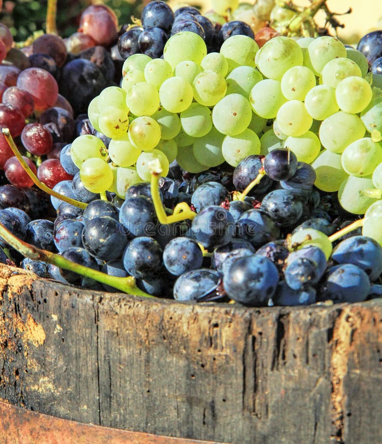 Harvesting grapes stock image. Image of french, grapes - 45372295