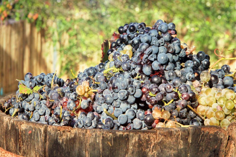 Grapes Before Harvesting. Piedmont, Italy. Stock Photo - Image of ...