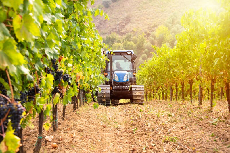 Harvesting Grapes in Vineyard with Tractor Stock Photo - Image of ...