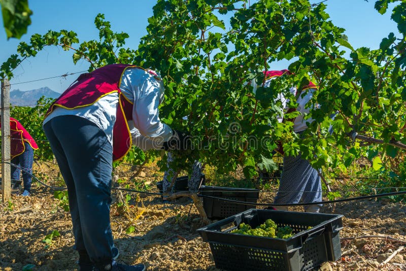Harvesting grapes stock photo. Image of vine, farm, vineyard - 197371838