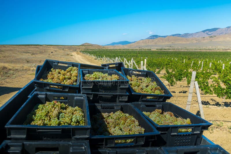 Harvesting grapes stock photo. Image of harvest, grape - 198282946