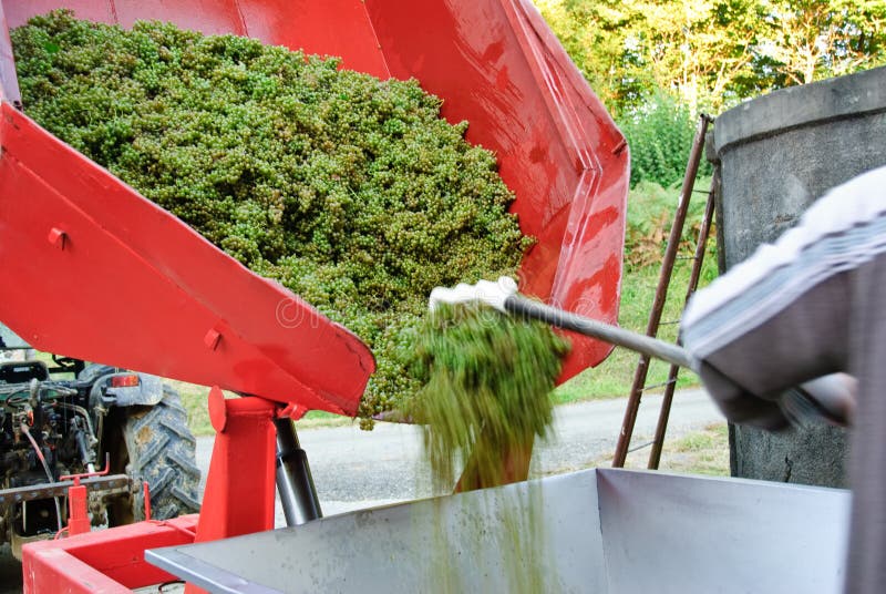Harvesting Grapes for Wine stock photo. Image of farm - 7283694